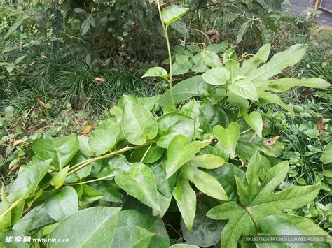 绿叶繁茂的野生植物摄影图自然风景自然景观摄影图库昵图网