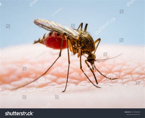 Zika Mosquito Bite Look Like Types Of Mosquito Bites Pictures Miqg