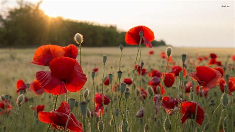 Poppies Wallpapers Top Free Poppies Backgrounds Wallpaperaccess