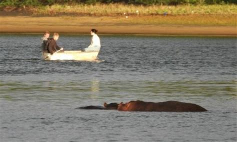Sailing With Hippos How To Avoid Incidents