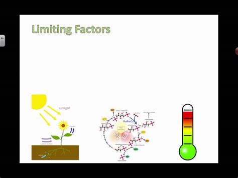 Limiting Factor Biology