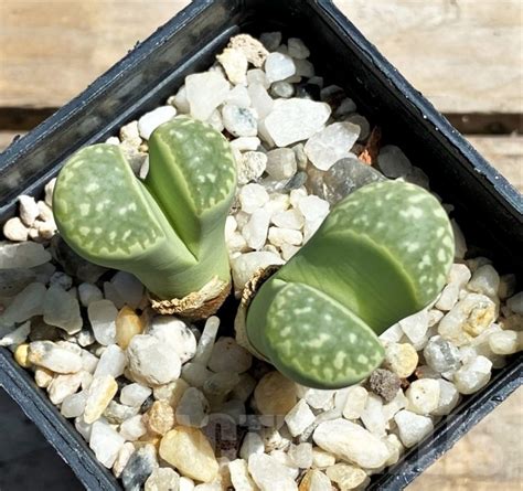 Shpr12071 Lithops Marmorata ‘polepsky Smaragd Cactus Online