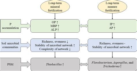 A Diagrammatic Sketch Showing Different Responses Of P Accumulation Download Scientific