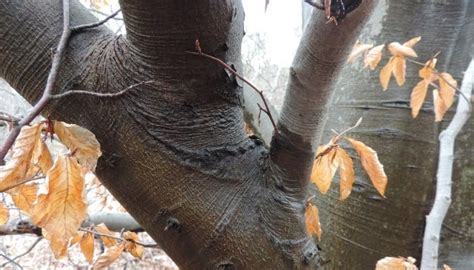 Smooth Bark Trees 12 Types And How To Identify Them