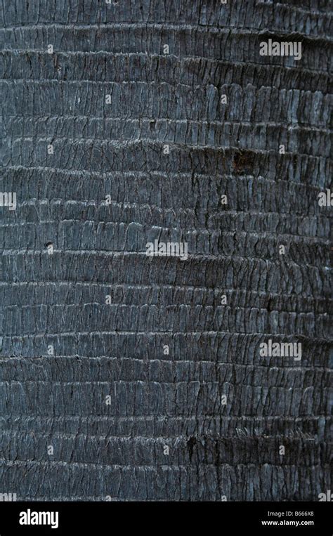 Palmyra Palm Borassus Flabelliformis Close Up Of Trunk George Brown