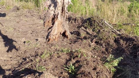 How Deep Is A Pine Tree Tap Root At Nathan Mcnicholas Blog