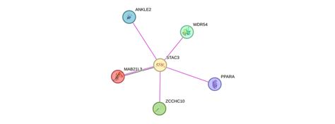 Stac3 Gene Genecards Stac3 Protein Stac3 Antibody