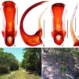 Morphology And Habitat Of Pseudophanias Tianmuensis Sp Nov A C