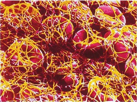 Anticoagulant Lab Flashcards Quizlet