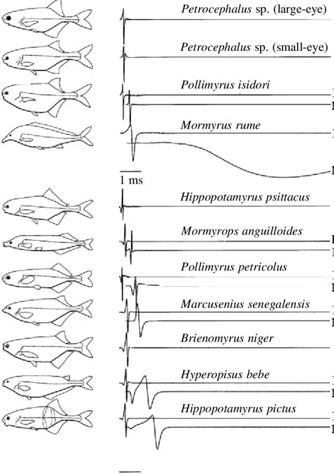Electric Organ Discharge Eod Waveforms For Eleven Species Of