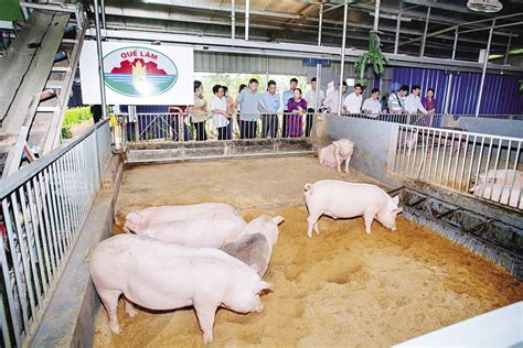 Top 60 Về Mô Hình Nuôi Heo Sinh Học Vn