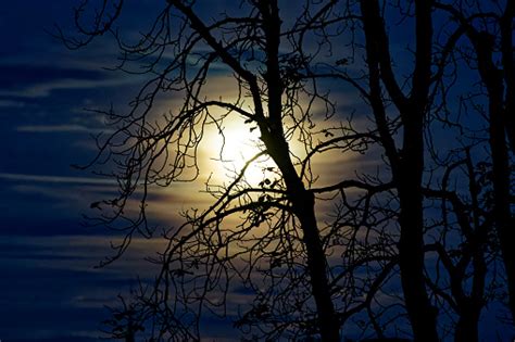 나무의 검은 실루엣과 취리히 시의 짙은 파란색 가을 흐린 하늘이 있는 아름다운 보름달 0명에 대한 스톡 사진 및 기타 이미지 0명 가을 검은색 Istock