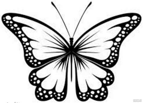 عکس خام پروانه عکس نودی