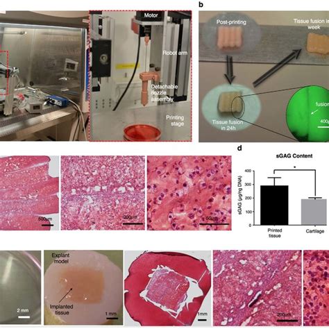 Bioprinting Of Cartilage Tissue Patches A Left The Homemade Mabp In Download Scientific