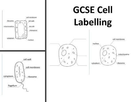 Gcse Biology Cell Structure Labelling Diagrams Teaching Resources