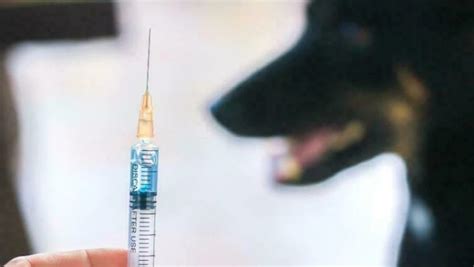 ძაღლს რომელმაც ხონში 2 ბავშვი დაკბინა ცოფი დაუდასტურდა