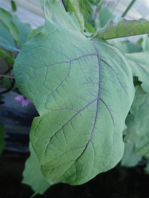 Image Classification For Cssvd Detection In Cacao Plants Ai Research