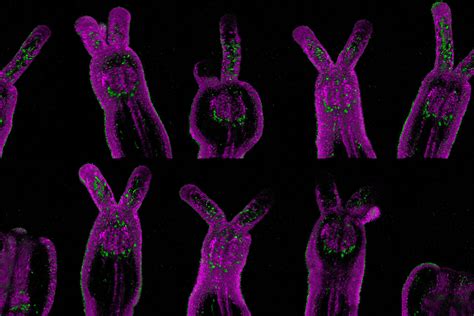 Insights On Live Cell Imaging Biology Diagrams Uriah Ramsey