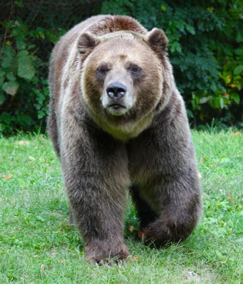 What Happened To The California Grizzly Bear 2026 History And