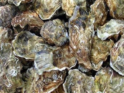 Mẫu Lệ Là Gì Tác Dụng Cách Dùng Bài Thuốc Chữa Bệnh Dược Liệu