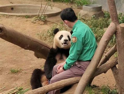 유난히 다정한 아기판다🐼 인스티즈 Instiz 이슈 카테고리