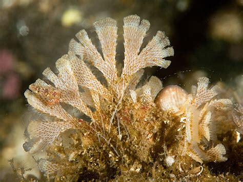Bryozoans Bryozoa