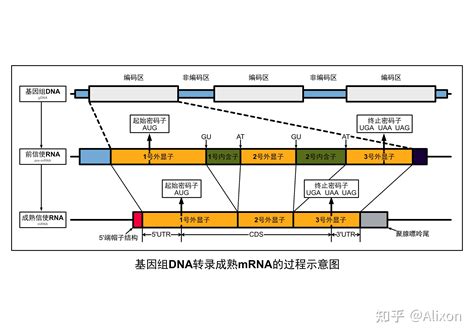 基因结构初探 知乎