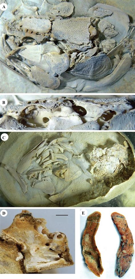 Species New To Science [paleoichthyology • 2024] Ngamugawi Wirngarri • A Late Devonian