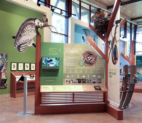 New Audubon Center Exhibitions Birds In Flight Birdwatching Exhibit