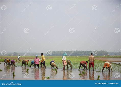 Farmers Planting Rice On A Paddy Field On A Foggy Morning Editorial