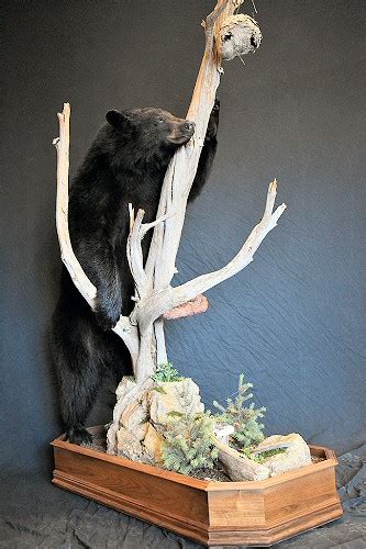 Lifesize Bear Mountsblack Bear Full Body Floor Mountsfull Body Bears
