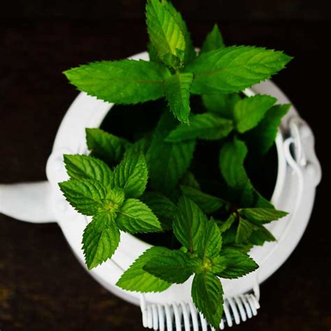 HERBAL 1 - AABT GROUP