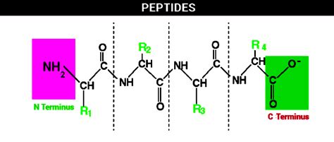Understanding Polypeptides Structure Formation And Function