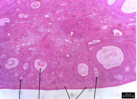 Ovary Slide Diagram Quizlet