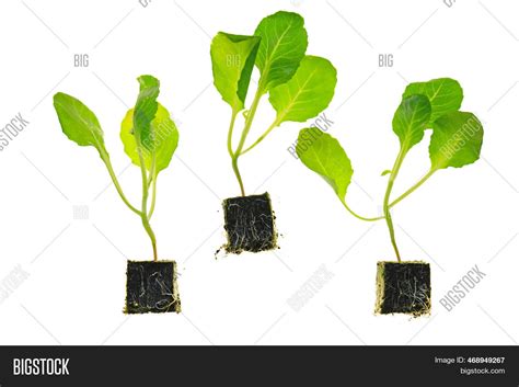 Seedlings Root System Image Photo Free Trial Bigstock