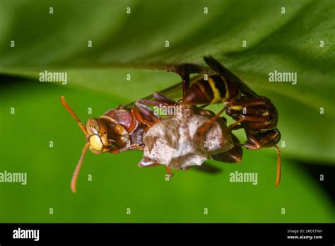 Macro Photography Of 2 Wasp Building Their Nest Stock Photo Alamy