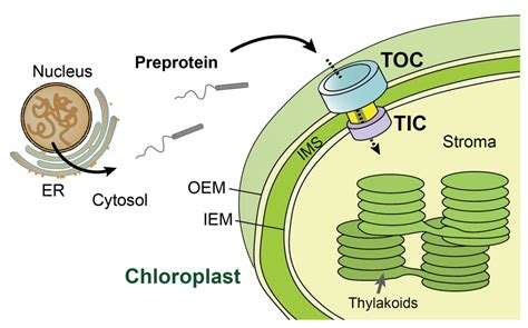 Cell︱西湖大学闫浈课题组揭开叶绿体蛋白转运体之谜 知乎