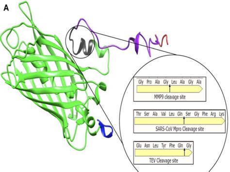 Synthetic Protein Protease Sensor Platform Fr