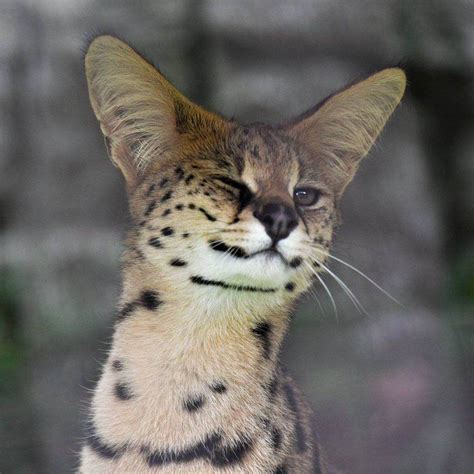 Serval Fact Sheet Artofit