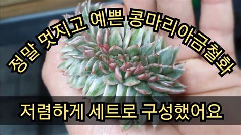 11월 30일 콩마리아 저렴이 세트로 찜해보세요 다육이 다육 다육식물 다육이금 금다육 금다육이 Youtube