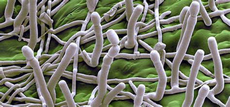 Powdery Mildew Accent On Natural Landscaping