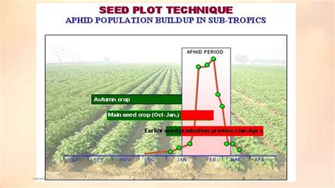 Seed Plot Technique In Potato Pptx