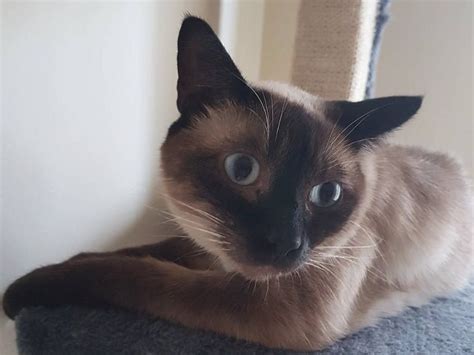 65 Cute Siamese Cat Names The Paws