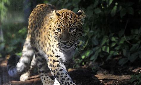 How Many Types Of Leopards Live In The World Today Worldatlas