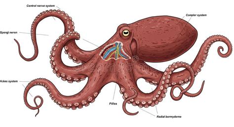 Depicted Anatomy Stock Illustrations 8237 Depicted Anatomy Stock