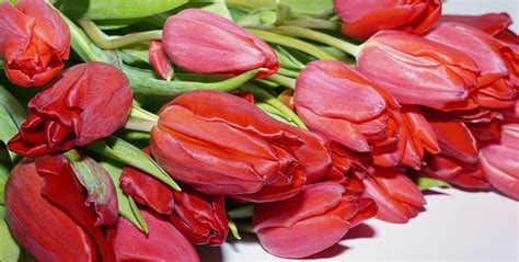 흰색 배경에 핑크 신선한 튤립의 꽃다발 플랫 레이 부활절 또는 어머니의 날 인사말 카드 생일 축하 카드 Day 8에 대한 스톡 사진 및 기타 이미지 Istock