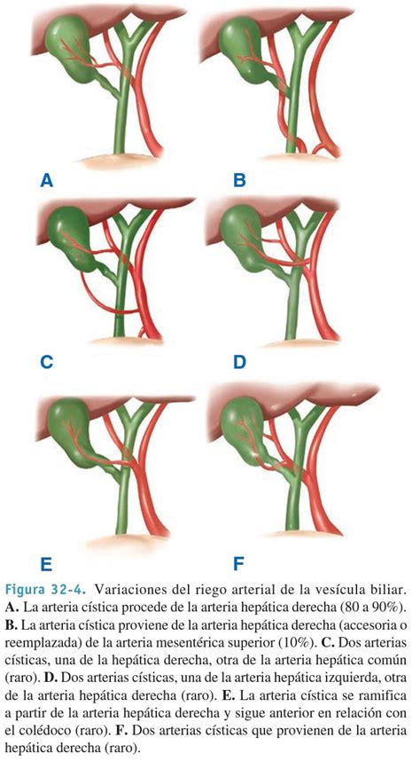 Vesícula Biliar Anatomía Fisiología Y Patologías