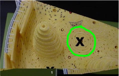 Practical 2 A P Flashcards Quizlet