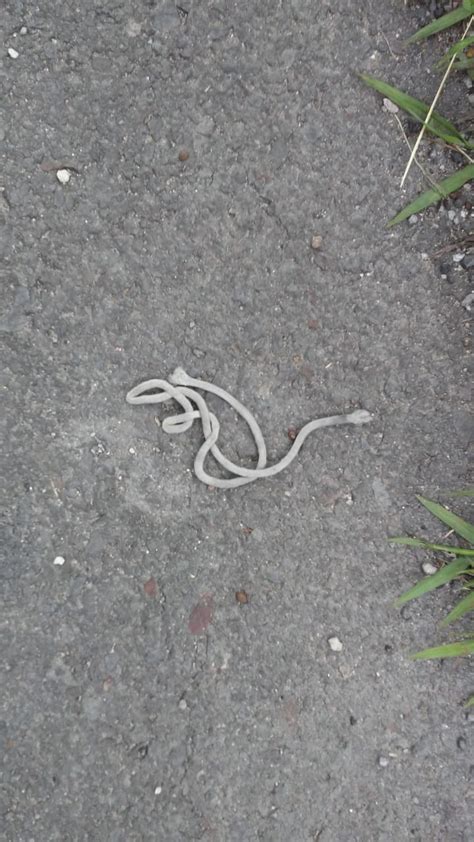 This Piece Of String I Found Looks Like A Rat R Mildlyinteresting