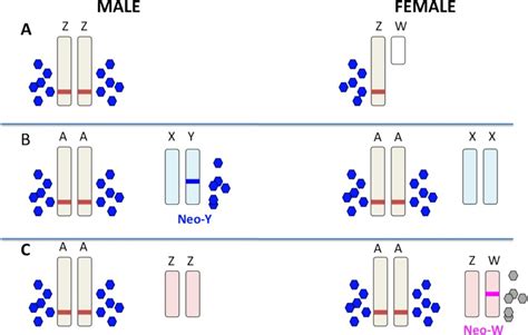 How To Evolve New Vertebrate Sex Determining Genes Graves 2013 Developmental Dynamics